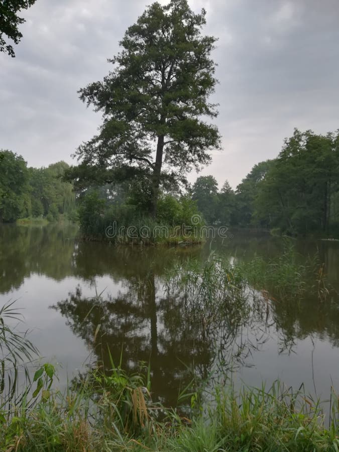 Reflective Tree in the Water, Trees Background Stock Photo - Image of ...