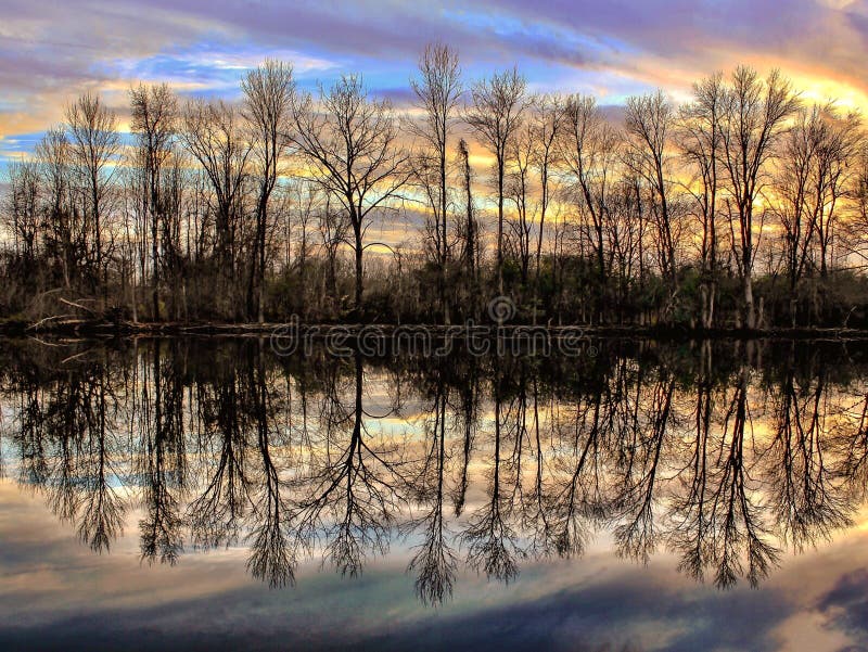 Reflective trees at dusk stock photo. Image of reflective - 93114596