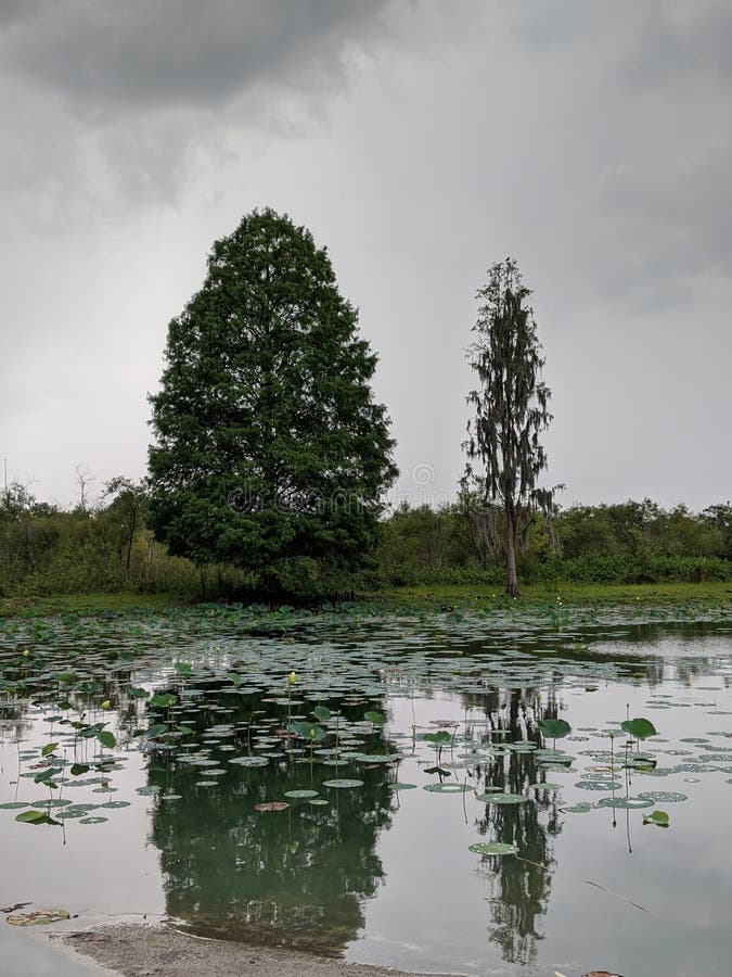 Reflective trees of nature stock image. Image of water - 186422813