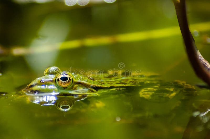 Frog Reflectoin Above or Below Stock Photo - Image of lake, wildlife ...