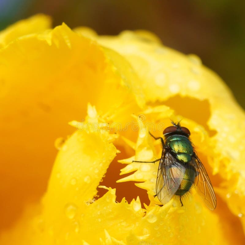 Reflekterande Fluga Bild. Bild: 84924820