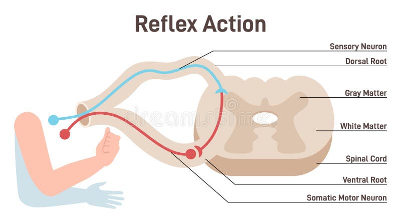 Spinal Cord And Reflex Arc