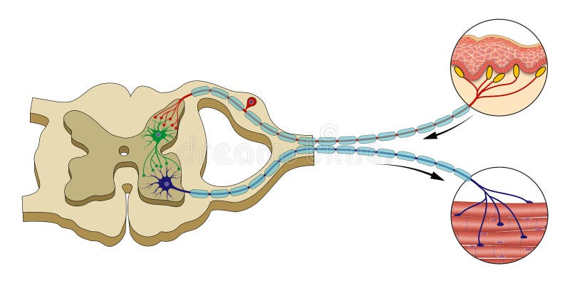 Spinal Reflex Arc Anatomical Scheme, Vector Illustration, with Stimulus ...