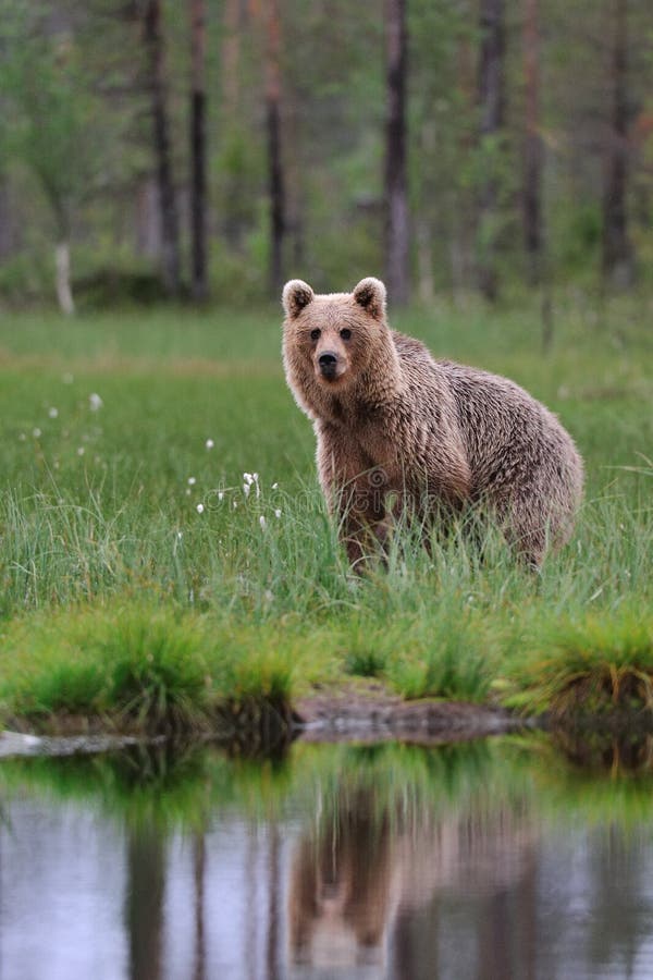 Reflexión del oso marrón imagen de archivo. Imagen de caminar - 21343885