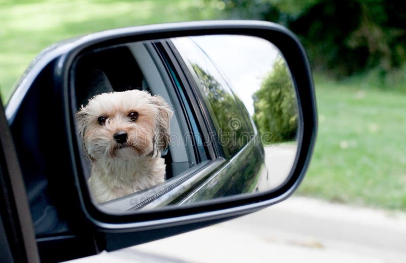 Reflexión del perro foto de archivo. Imagen de conducir - 77102506