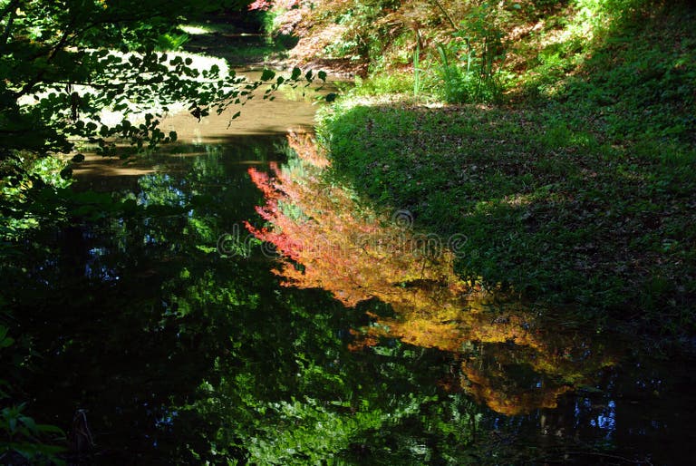 Reflexion in a water stock photo. Image of branches, still - 13332264