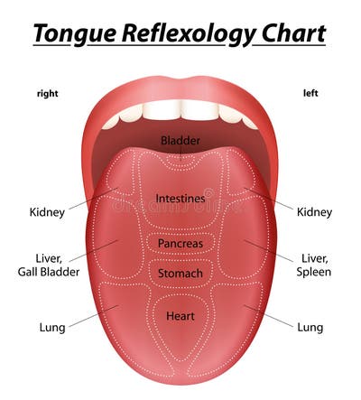 Tongue Chart Stock Illustrations – 534 Tongue Chart Stock Illustrations ...