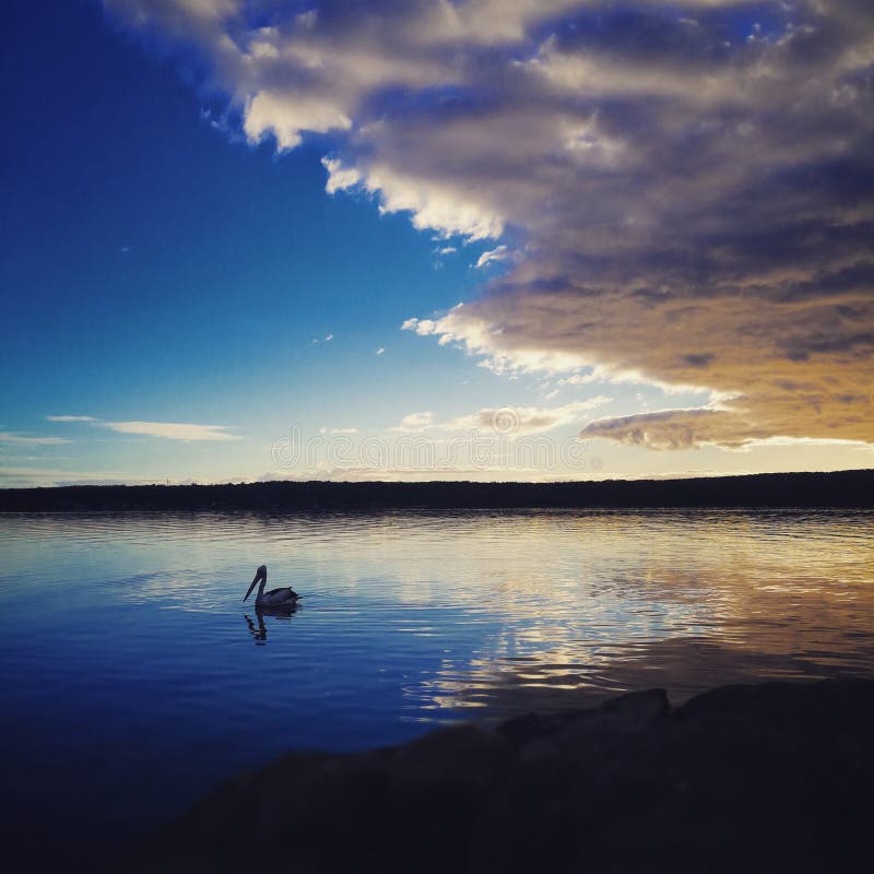 Reflextion stock image. Image of reflextion, lake, bird - 123186755