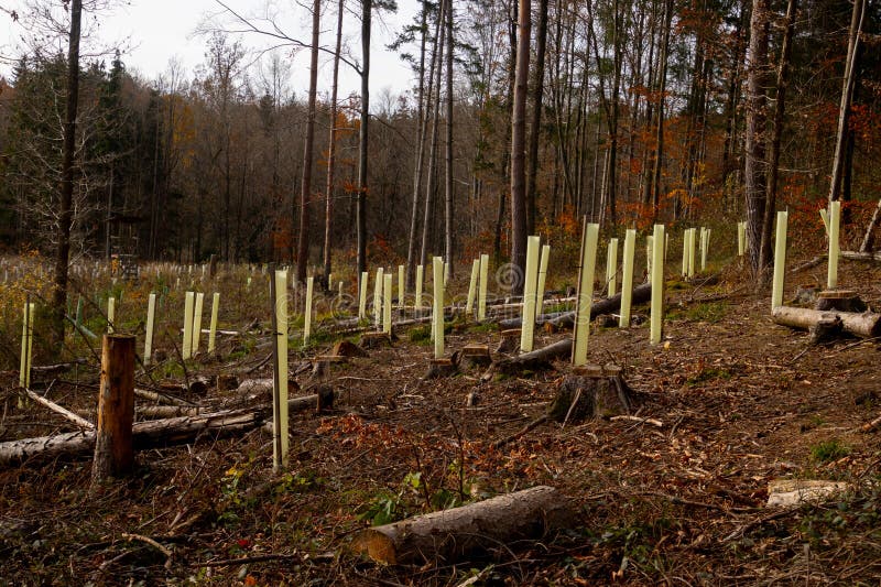 Reforestation Effort with Protected Saplings in a Logged Forest ...