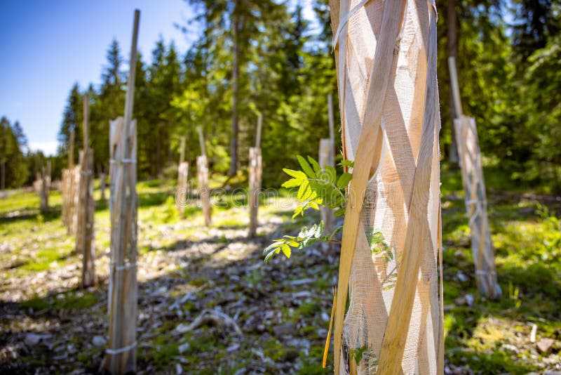 Reforestation Efforts with Young Tree Saplings in Thuringian Forest ...