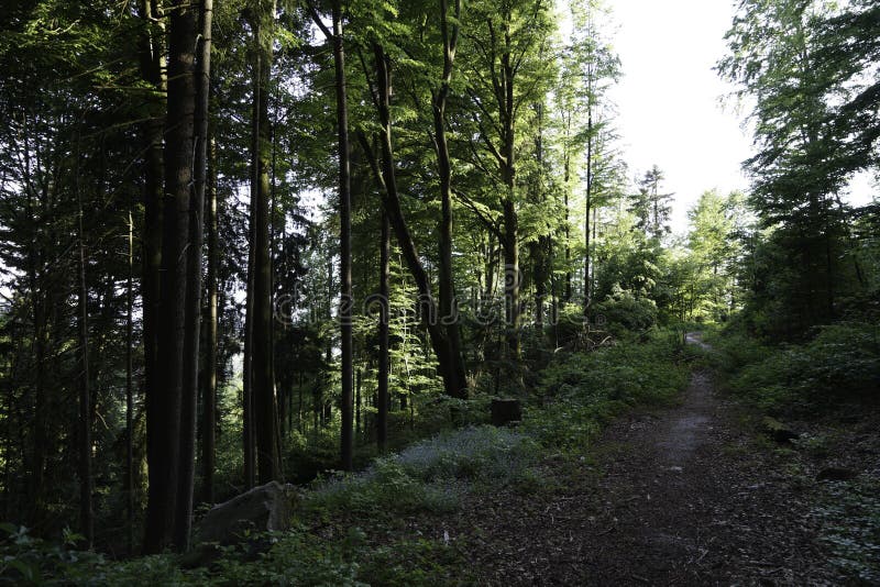 Reforestation in the Forest with Young Green Trees Stock Photo - Image ...