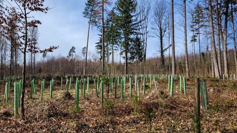 Reforestation in a Mixed Forest with Green Pipe-support for Young Trees ...