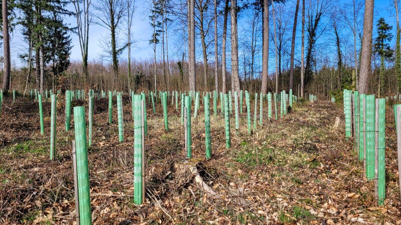 Reforestation in a Mixed Forest with Pipe-support for Young Trees ...