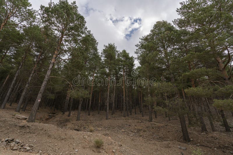 Pine Forest in Sierra Nevada Stock Photo - Image of reforestation ...