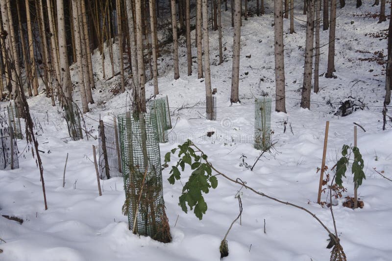 Reforestation or Reafforestation in a Forest Stock Image - Image of ...
