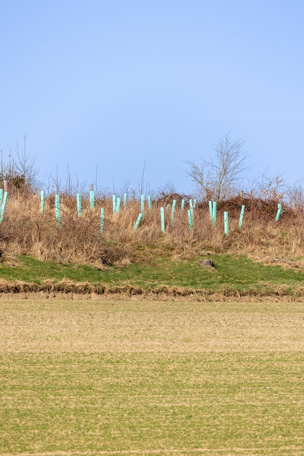 Reforestation with Tree Seedlings with Plastic Tubes Around Stem ...
