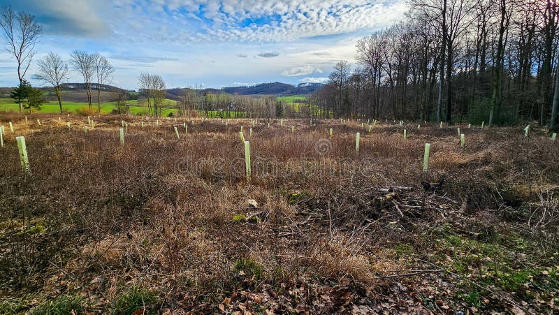 Reforestation with Tree Seedlings with Plastic Tubes Around Stem ...