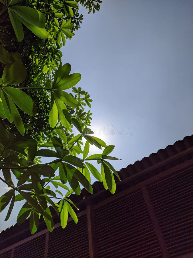 Refraction of Sunlight Penetrating the Leaves of the Trees Stock Image ...