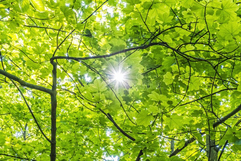 Refraction of Sunlight in the Trees, Natural Scene Stock Image - Image ...