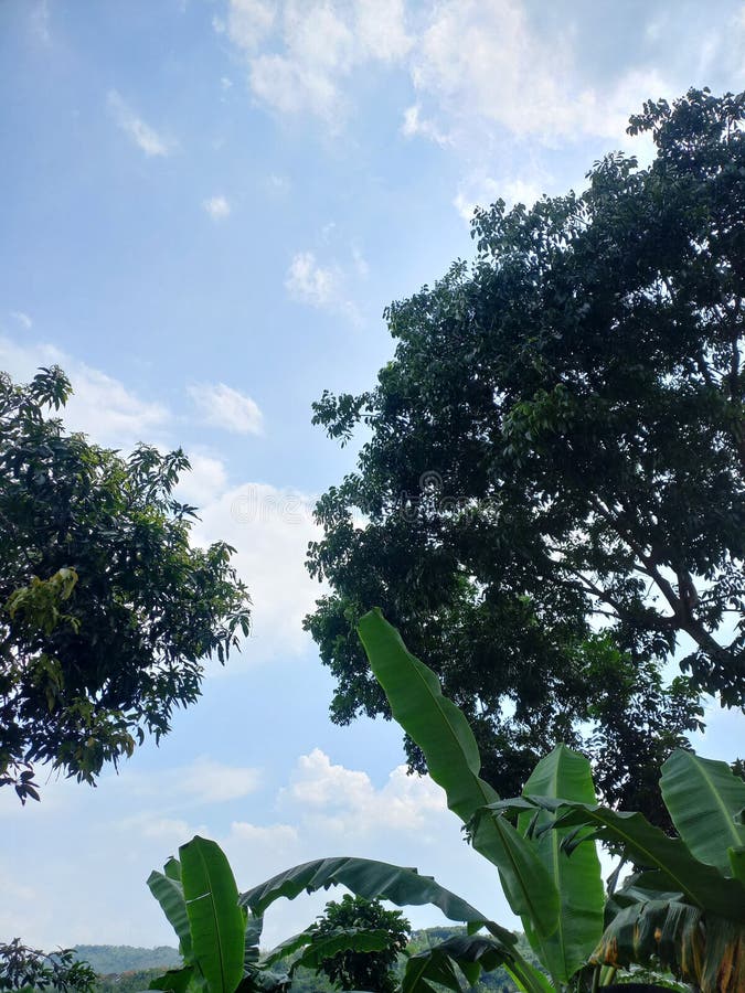 Refresh for Brain in Morning this Blue Green Tree Sky Stock Photo ...