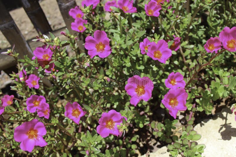 Refreshing flowers stock image. Image of back, ground - 93389739