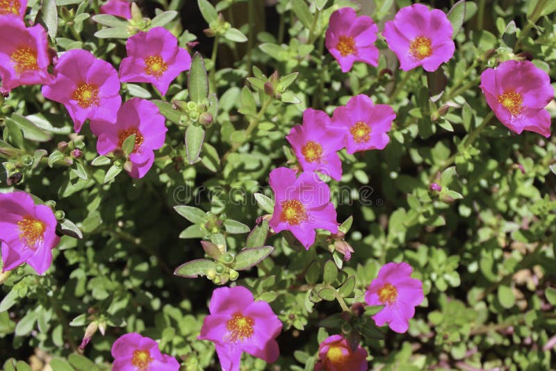 Refreshing flowers stock photo. Image of plant, pink - 93389780
