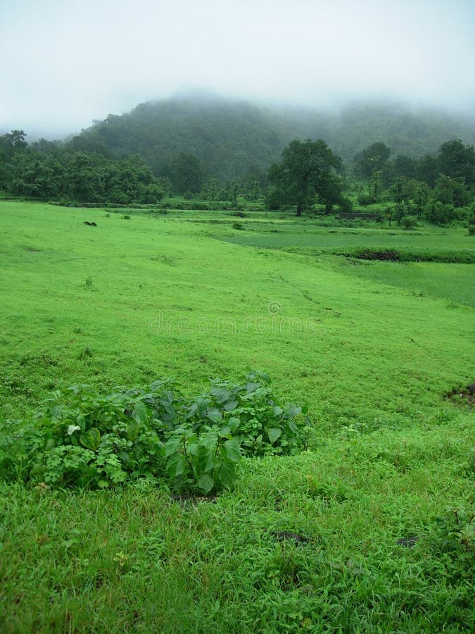 Refreshing Green stock image. Image of nice, superb, distant - 1096137