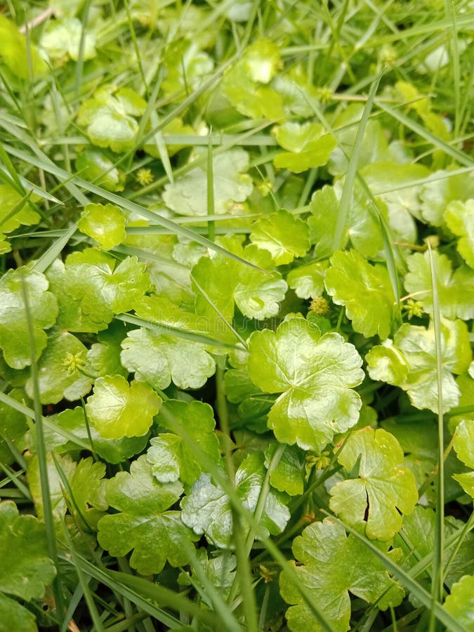 Refreshing Green Grass of Two Types of Grass Stock Photo - Image of ...