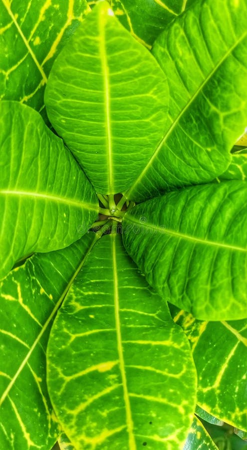 Refreshing Green Leaves with Tangy Texture. for Your Design Background ...