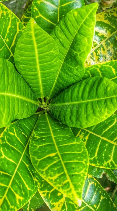 Refreshing Green Leaves with Tangy Texture. for Your Design Background ...