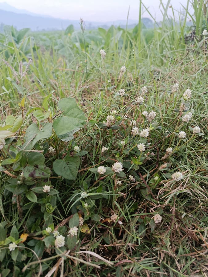 Refreshing Green Plant Coverage from Above Stock Image - Image of flora ...