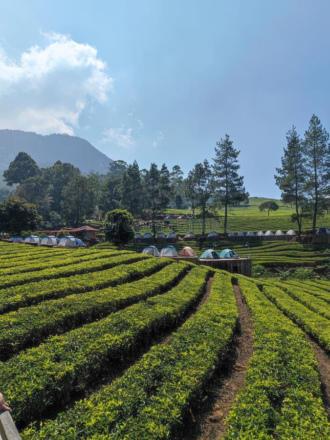 Refreshing Green Tea Plants Field Stock Image - Image of field, plants ...