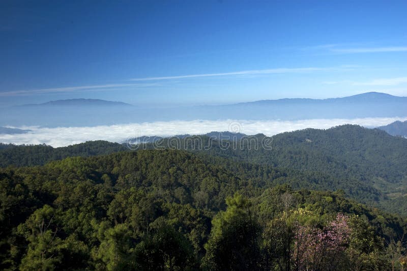 Refreshing Nature in the Morning Stock Photo - Image of tree ...