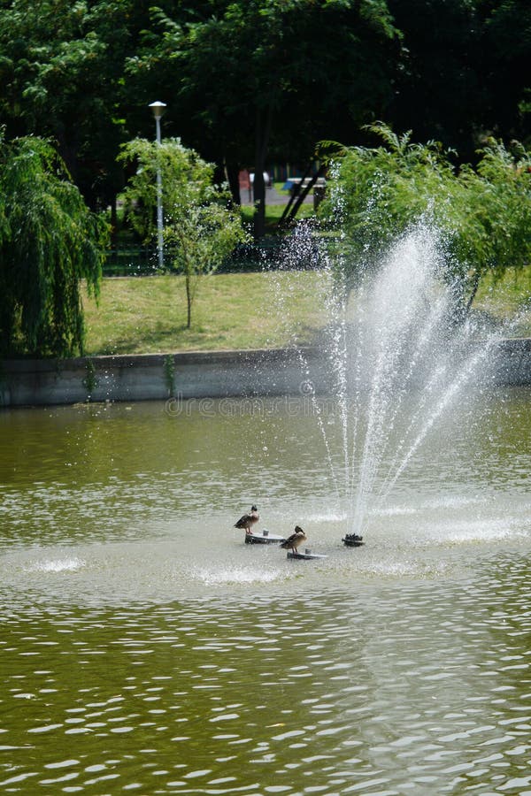 Refreshing Place on the Lake Stock Image - Image of green, stream ...