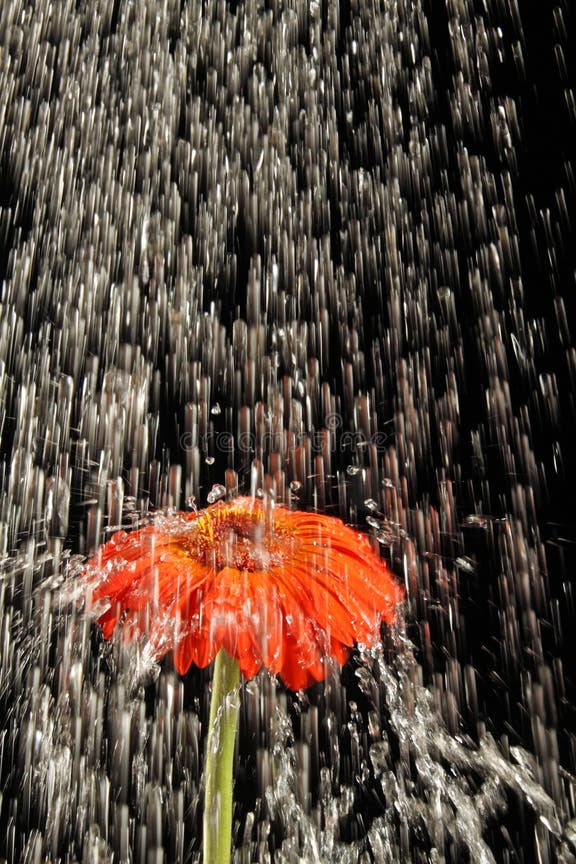 Refreshing Red stock image. Image of refresh, beautiful - 18237665