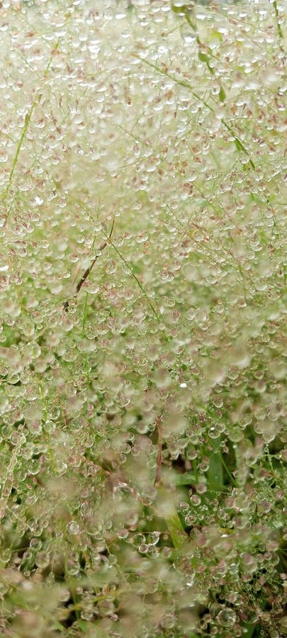 Refreshing Scene after the Rain Stock Photo - Image of leaf, shrub ...