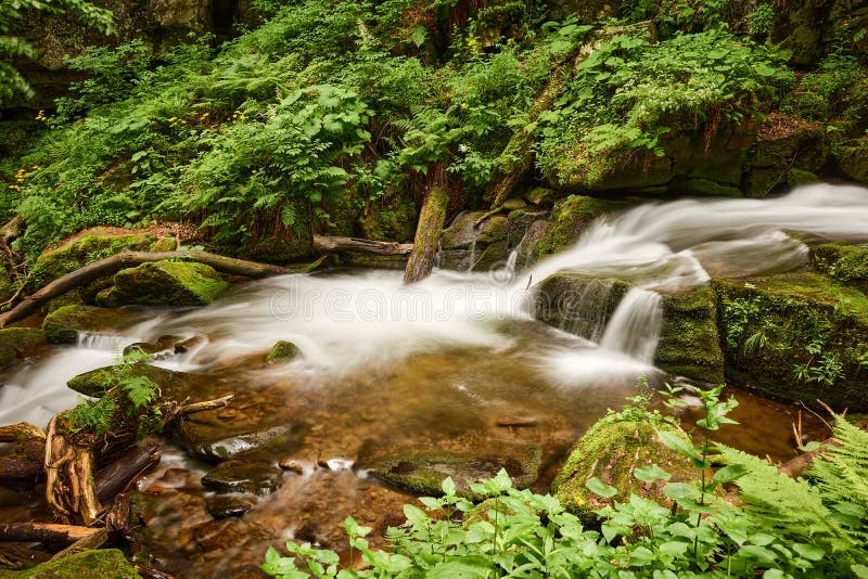A Refreshing Stream of a Mountain River in a Row of Summer Greenery ...