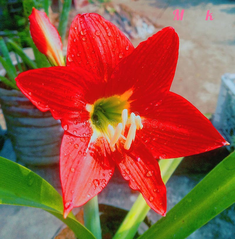 Refreshing view stock image. Image of orchid, rose, wildflower - 265062155