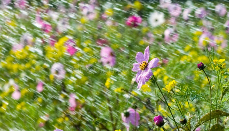 Refreshing water spray stock photo. Image of drop, blossom - 12915488