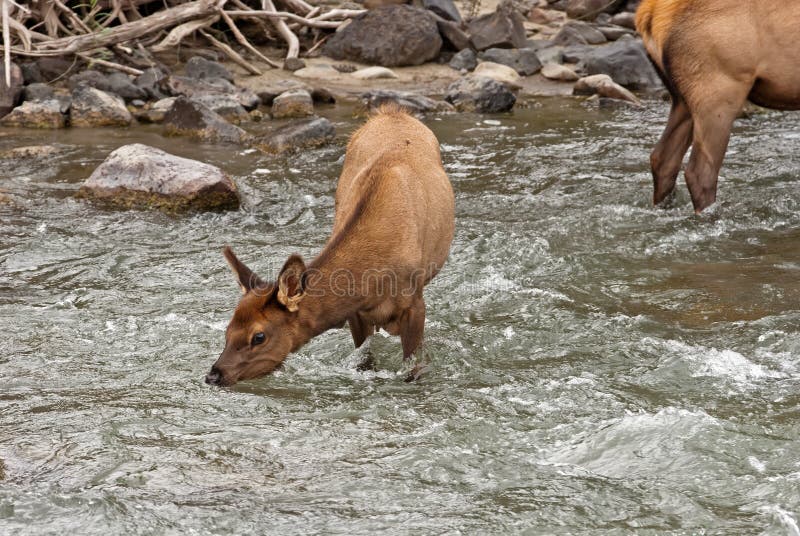 132 Elk Drinking Photos - Free & Royalty-Free Stock Photos from Dreamstime