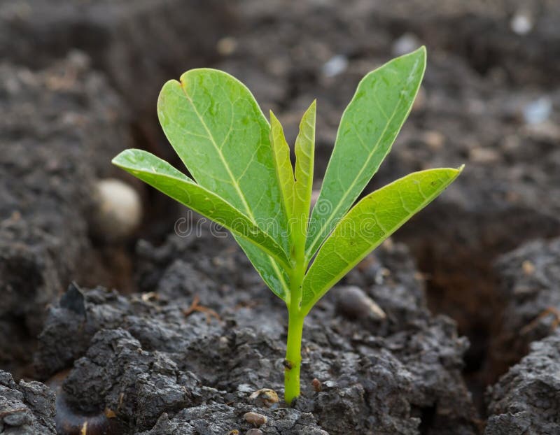 Refreshing young plant stock image. Image of land, alive - 40863857