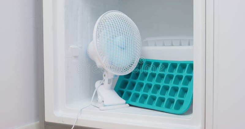 Low Angle Front View of a Jumping Spider, H Scutulatum Stock Video ...