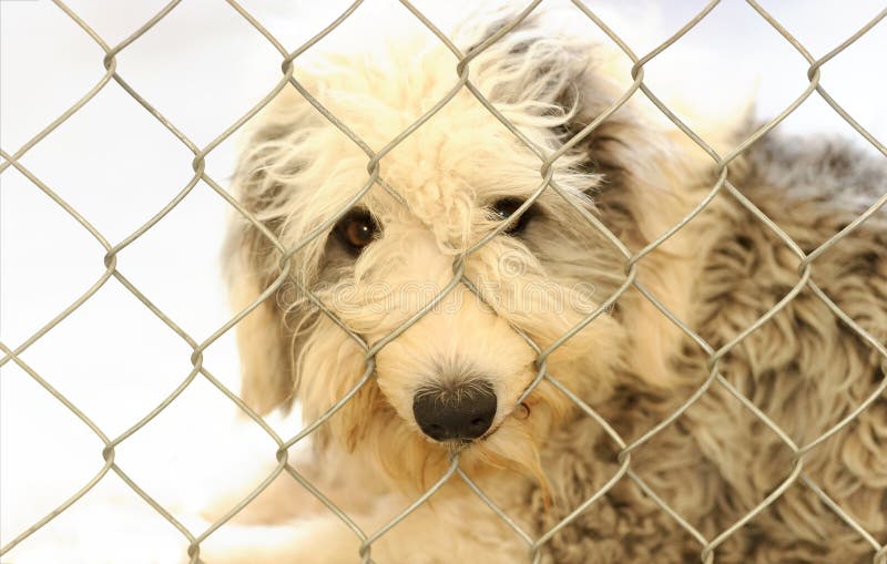 Refugio para animales imagen de archivo. Imagen de rescate - 101898849