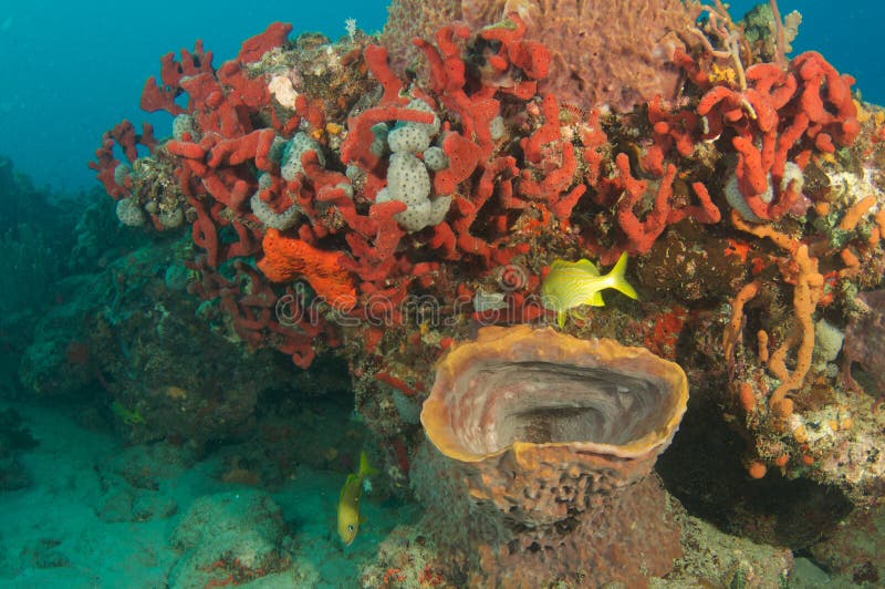 128 Finger Sponges Stock Photos - Free & Royalty-Free Stock Photos from ...