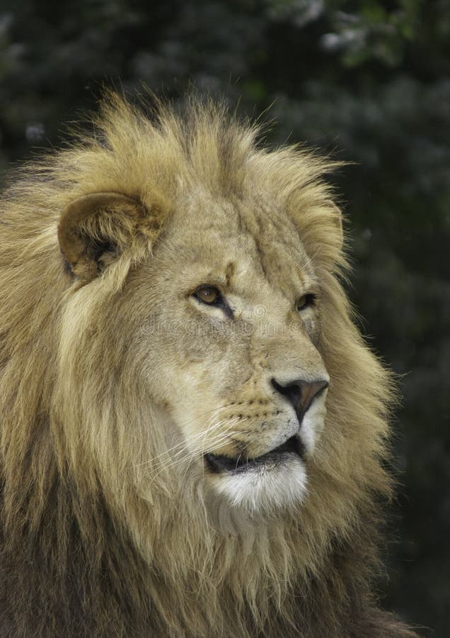 Regal stock image. Image of felines, close, habitat, animal - 3707329