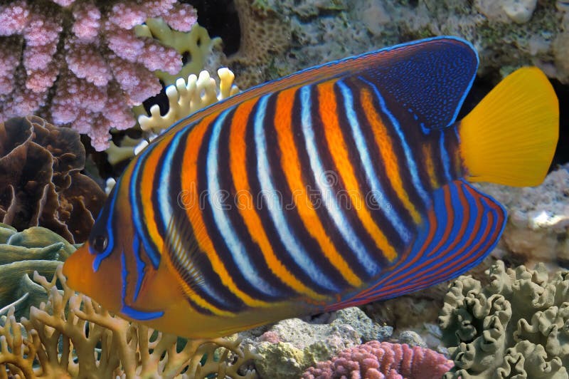 Regal Angelfish in the Red Sea Stock Photo - Image of black, beam ...