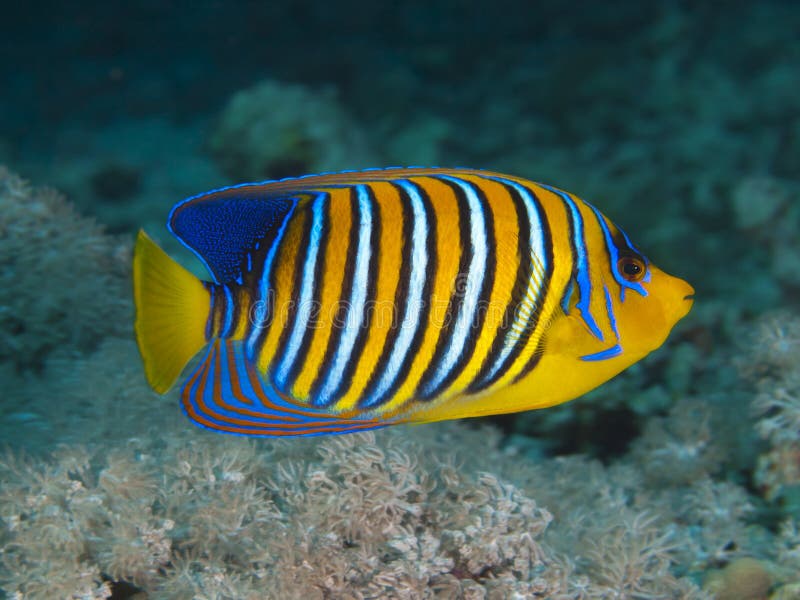 Regal angelfish stock photo. Image of diving, coral, water - 29920388