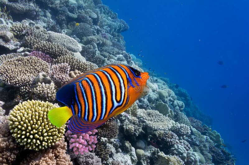 Regal Angelfish in the Red Sea Stock Image - Image of nature, angelfish ...
