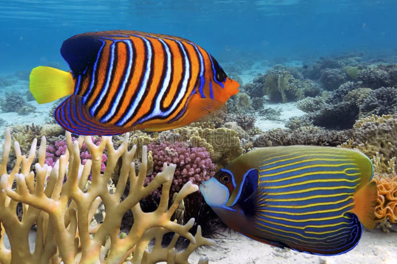 Regal Angelfish In The Red Sea Stock Image - Image of colorful, black ...