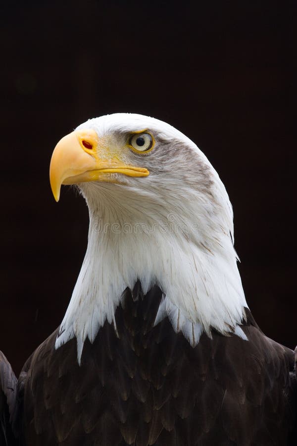 509 Bald Eagle Head Side Stock Photos - Free & Royalty-Free Stock ...